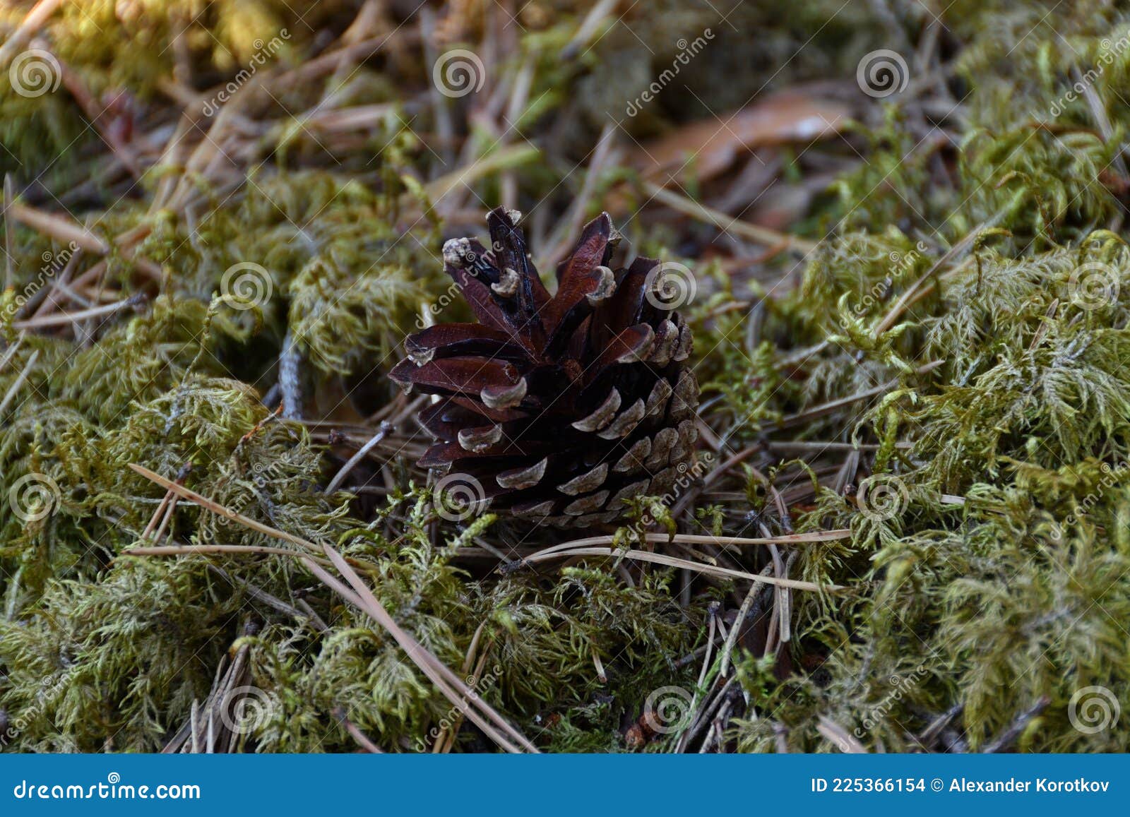 Pine cone on forest moss. stock photo. Image of cone - 225366154