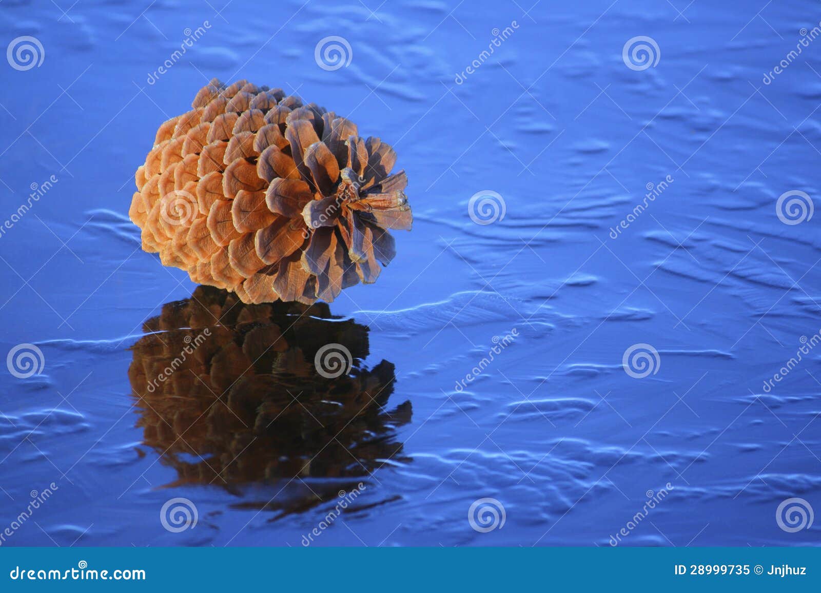 Pine Cone on Frozen Pond stock image. Image of nature - 28999735