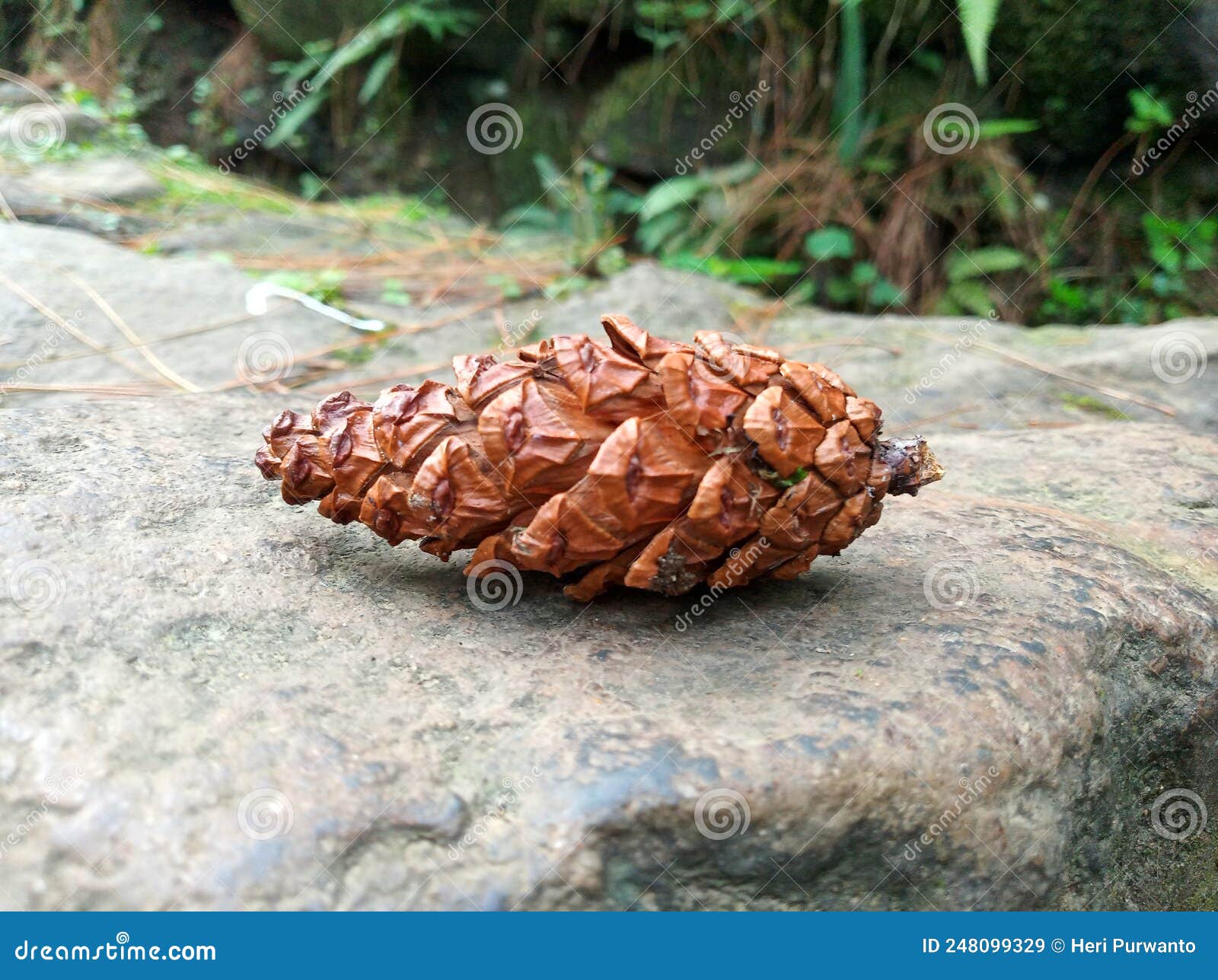 Pine cone fruit stock image. Image of nature, fungus - 248099329