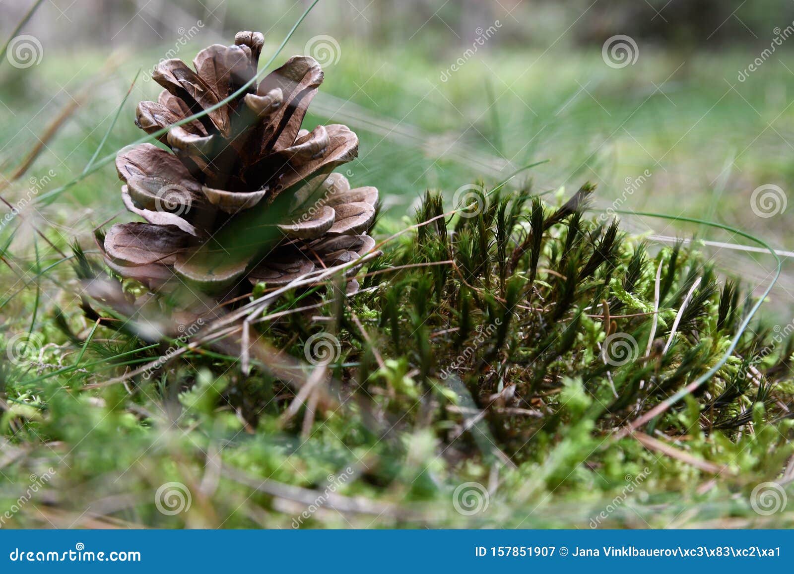 Pine cone in grass stock image. Image of colors, cone - 157851907