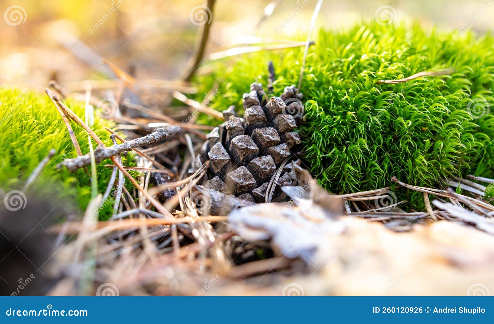 Pine cone on green moss. stock photo. Image of hanging - 260120926