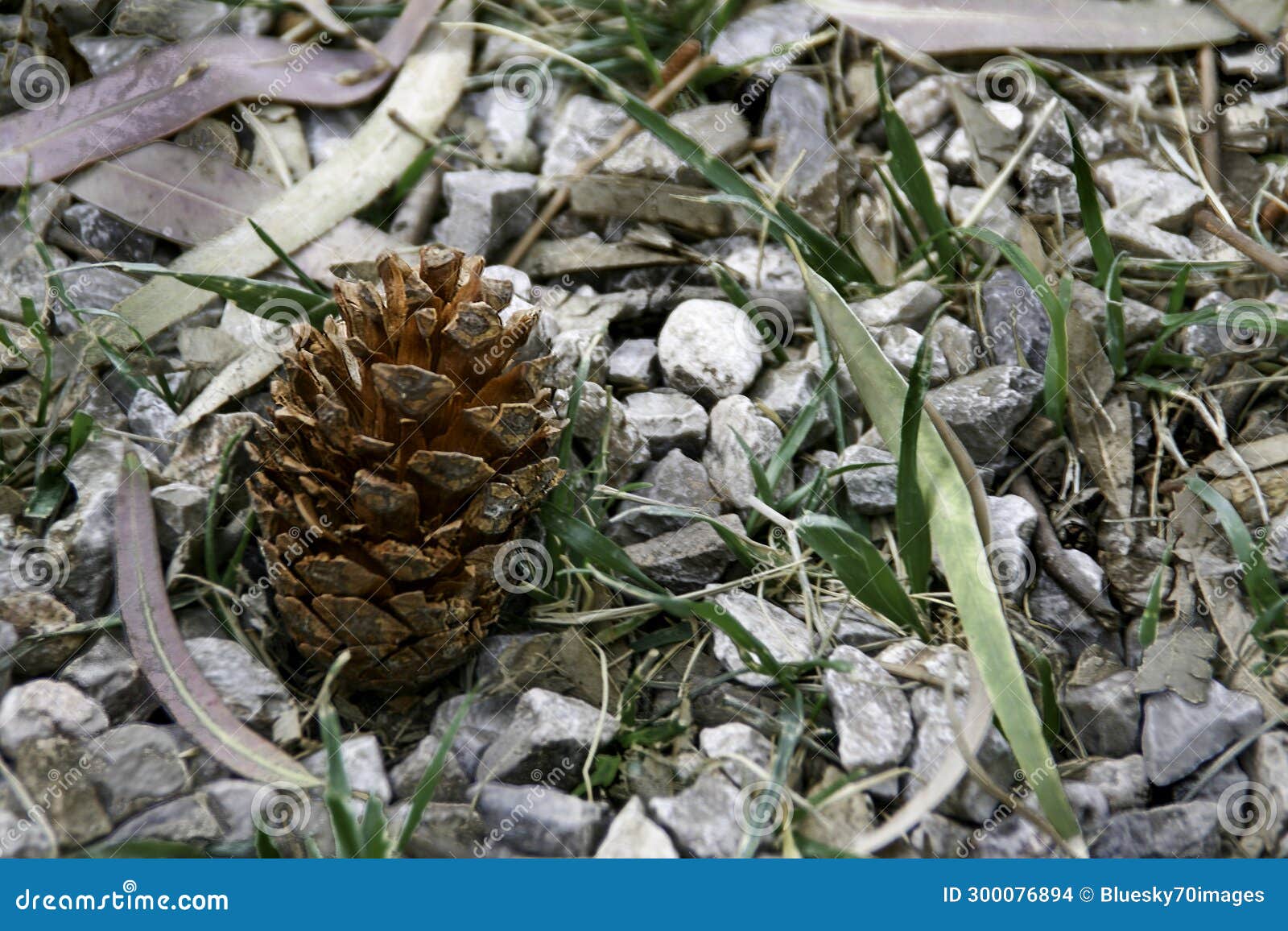 Pine Cone on the Ground. Natural Backgrounds Stock Photo - Image of fall, needles: 300076894