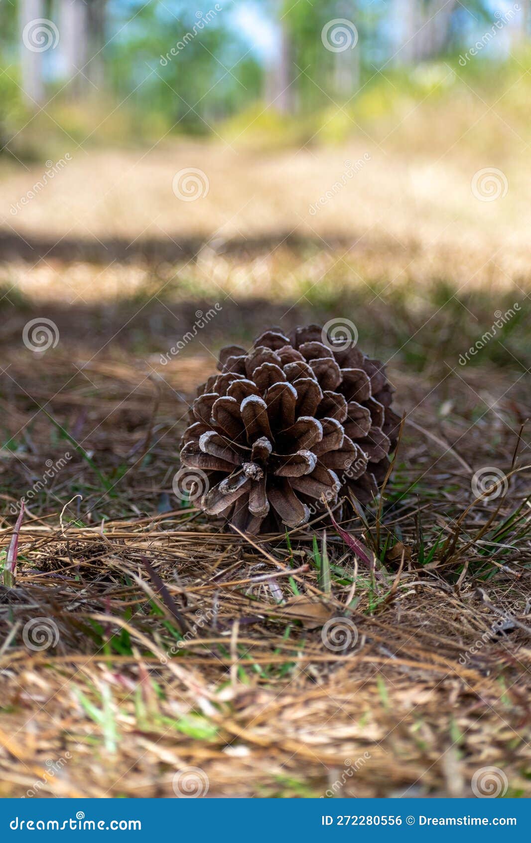 Pine Cone on the Ground on a Pathway in the Forest Stock Photo - Image ...