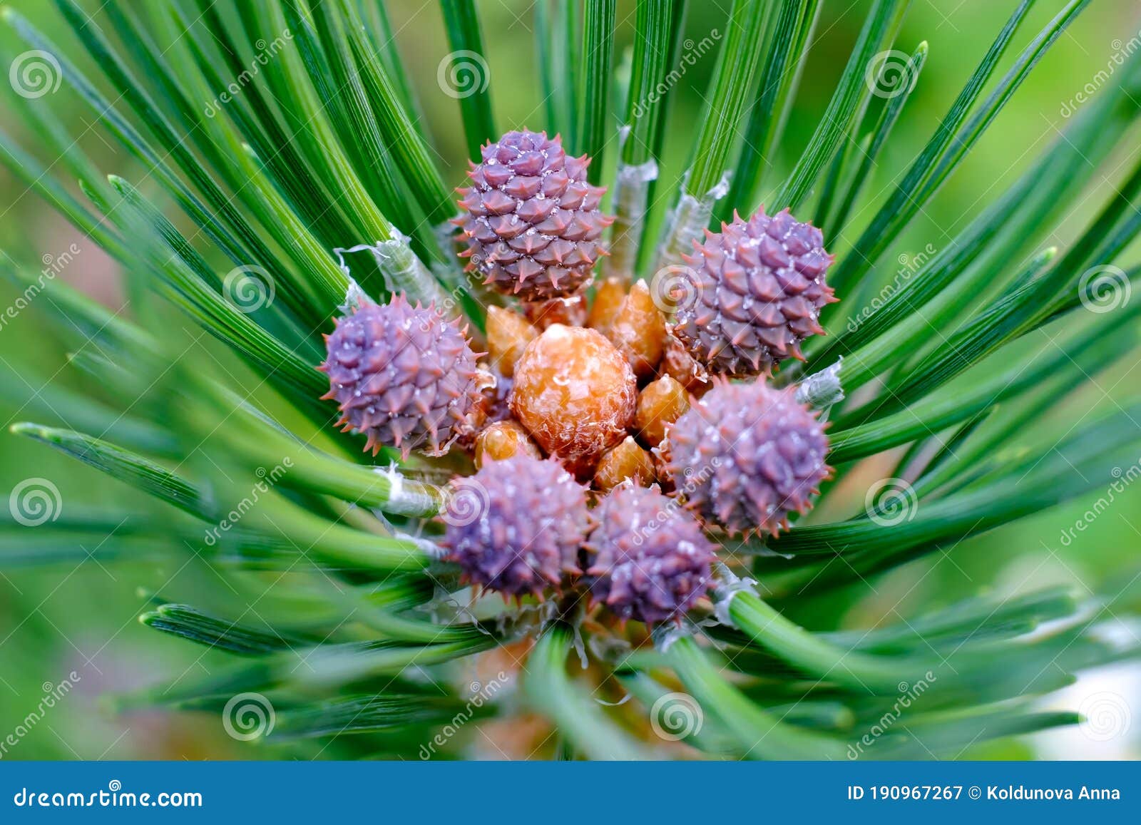 Pine Cone Growing in Spring. Close Up View Stock Image - Image of time ...