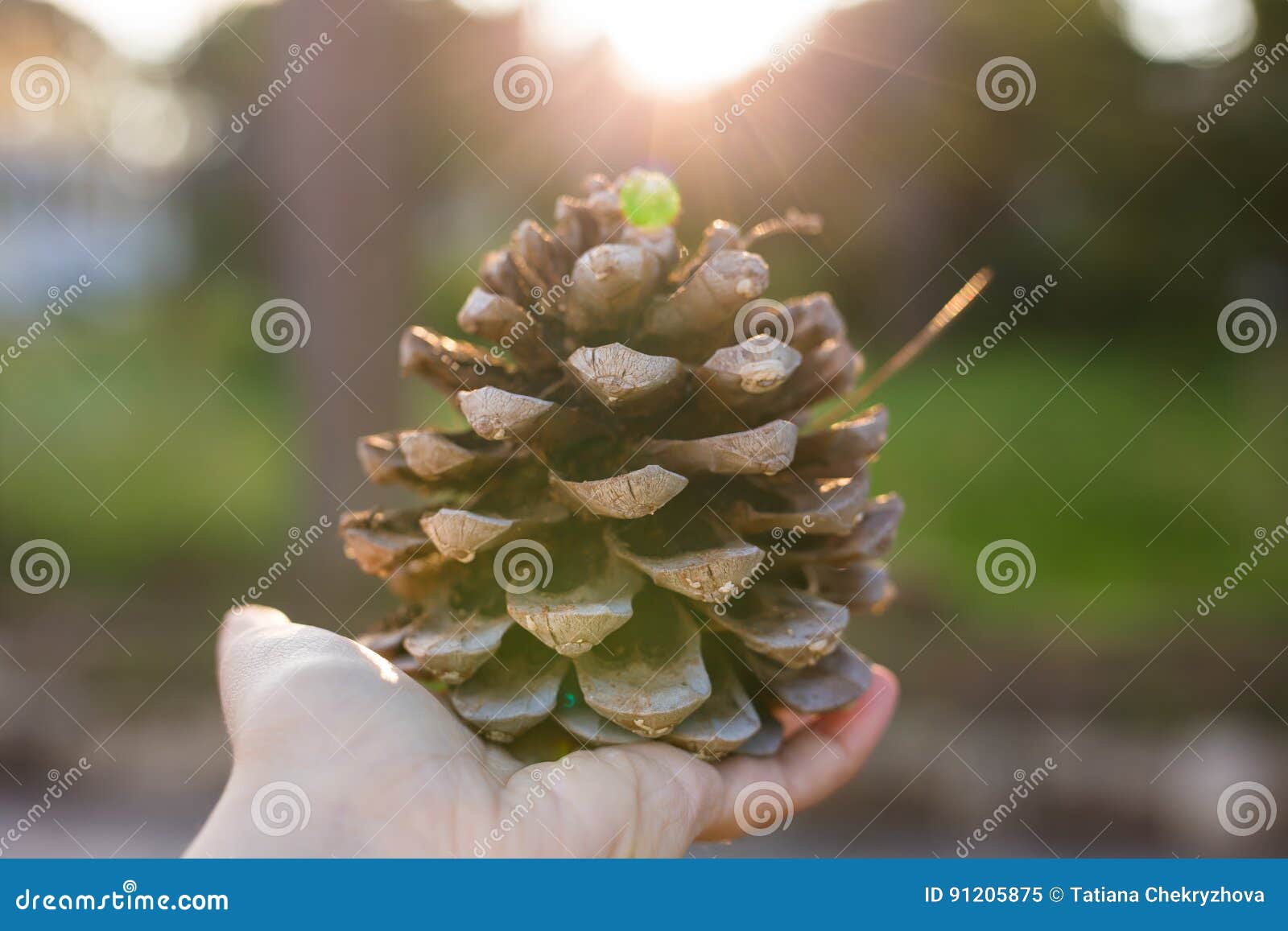 Pine cone in the hand stock image. Image of decoration - 91205875