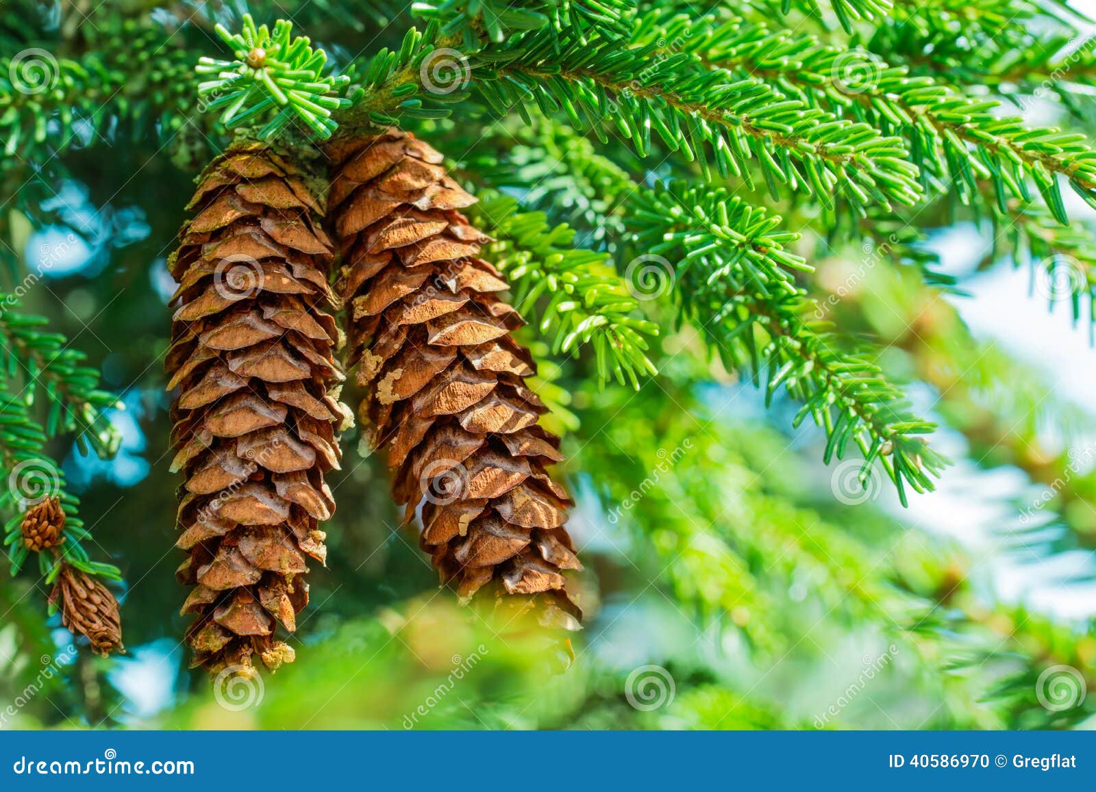 Pine Cone Hanging on the Branch Stock Photo - Image of coniferous ...