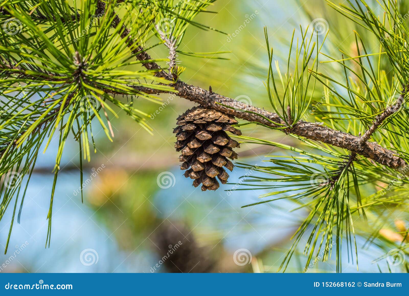 Pine Cone Hanging on a Branch Stock Photo - Image of ecology, hanging ...