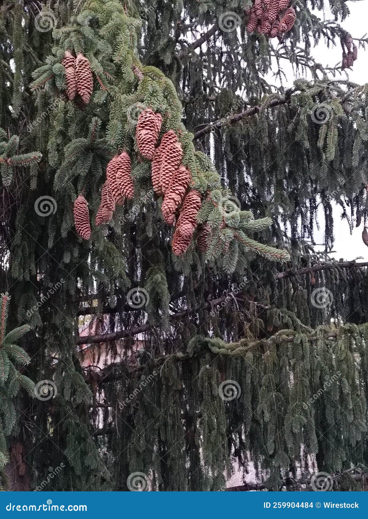 Pine Cone Hanging from the Pine Tree Stock Photo - Image of macro ...