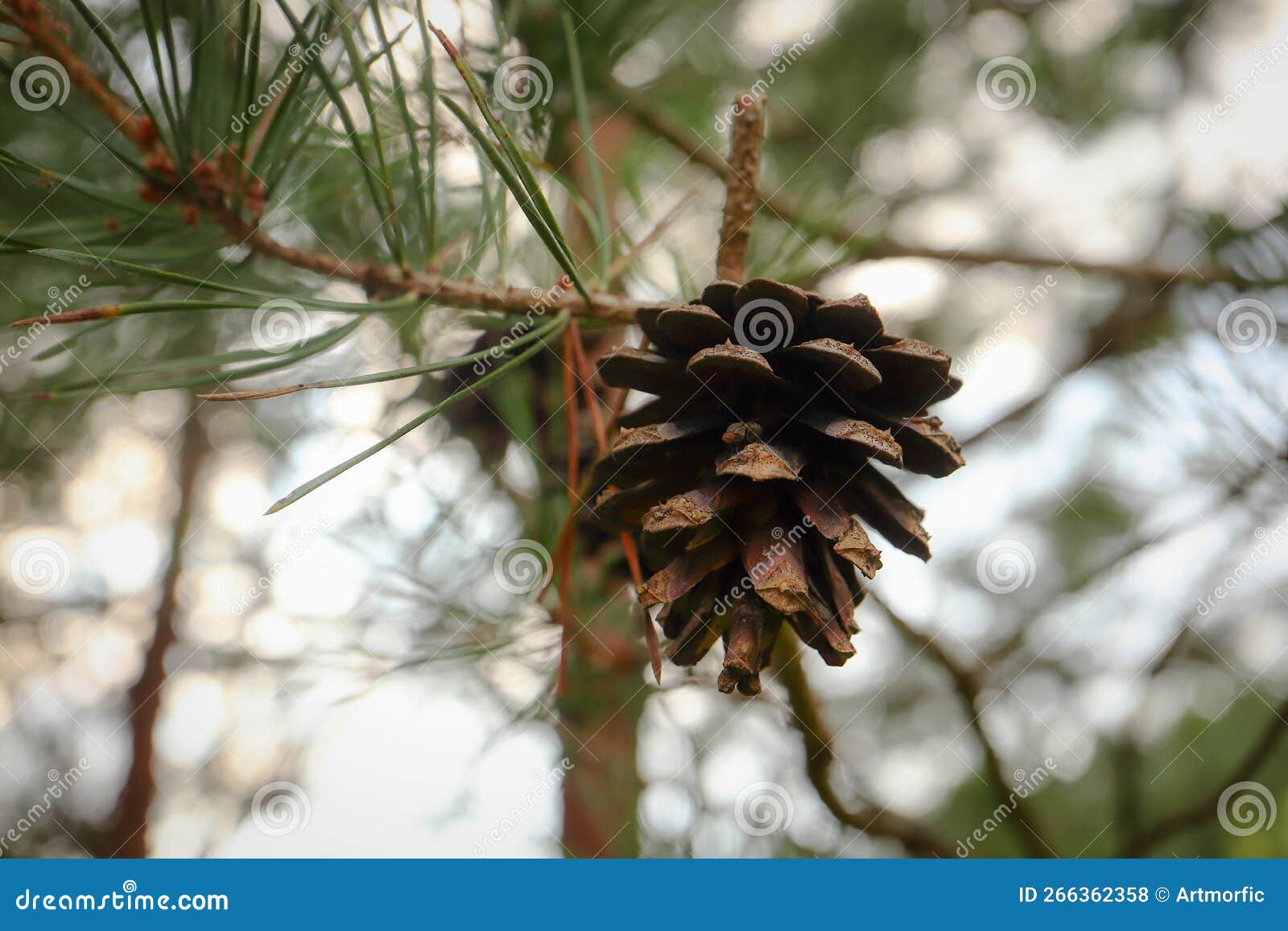Pine Cone Hanging on Pine Tree Branch with Visible Other Branches with ...