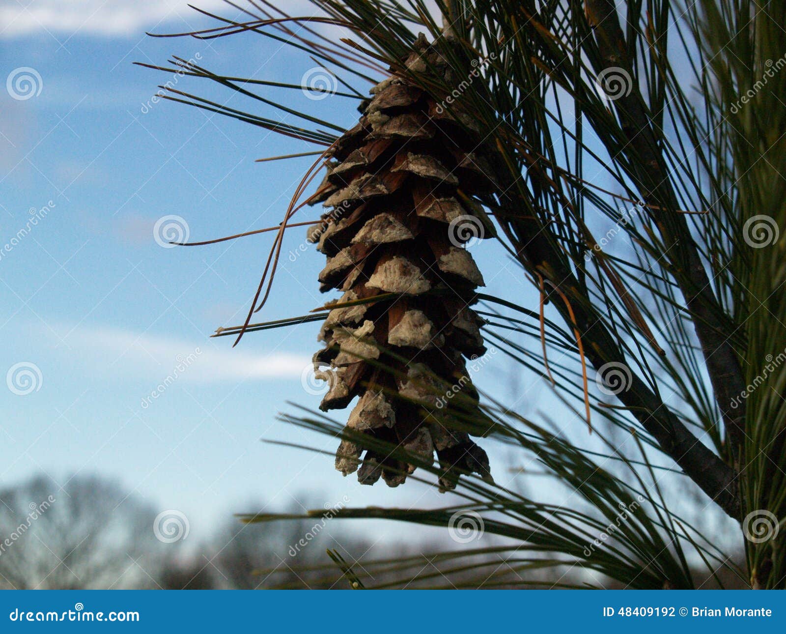 Pine cone stock photo. Image of little, pine, tree, hanging - 48409192