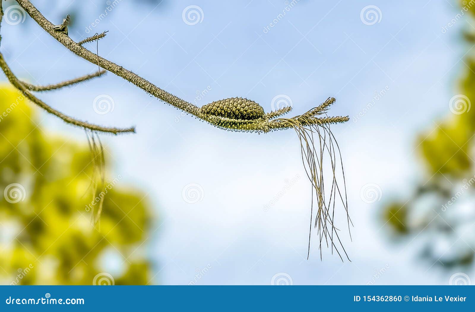 Pine Cone Hanging from Tree Stock Photo - Image of beach, cultural ...
