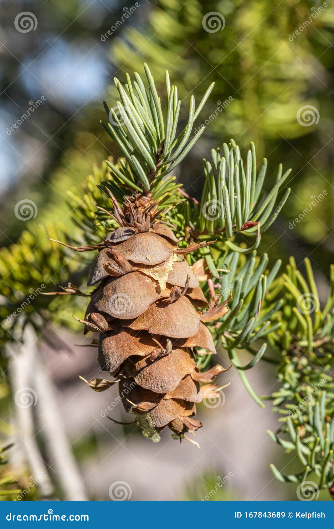Pine Cone Hanging from Tree Stock Image - Image of wild, pine: 167843689