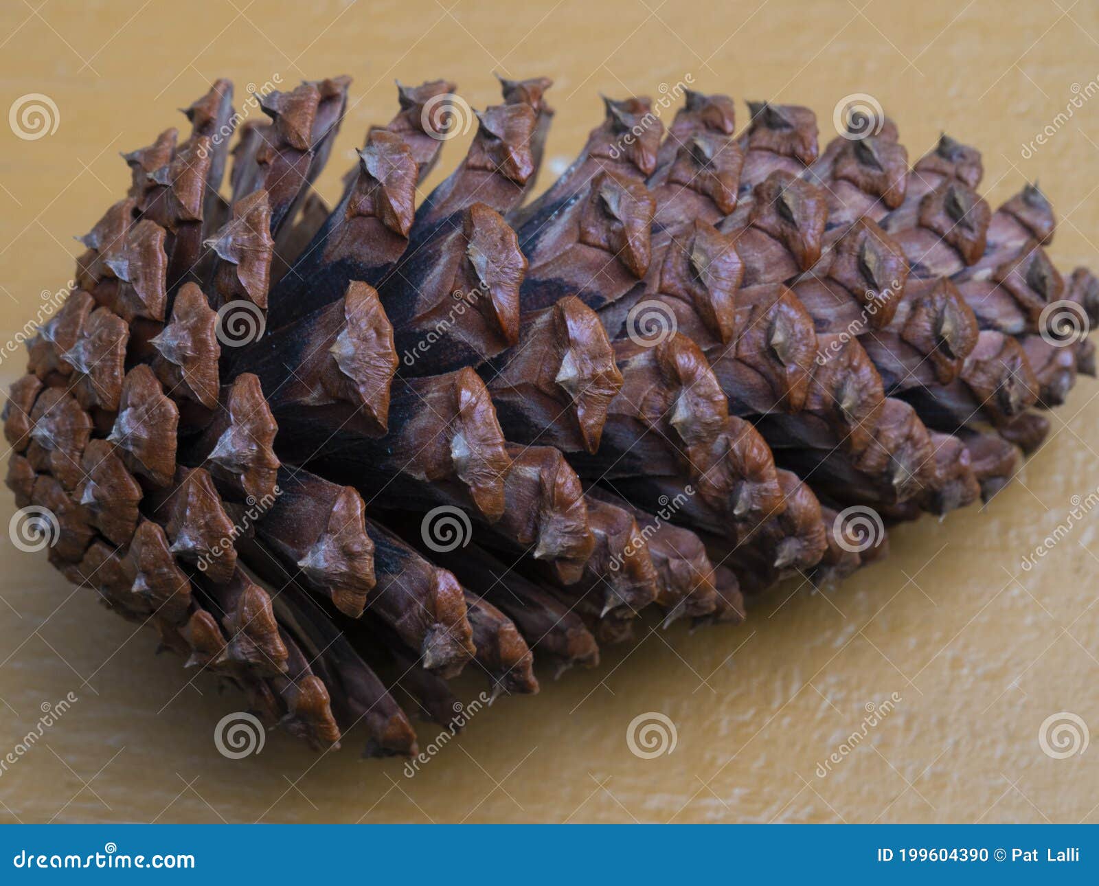 Pine Cone I a Horizontal Format Stock Photo - Image of high, delicate ...