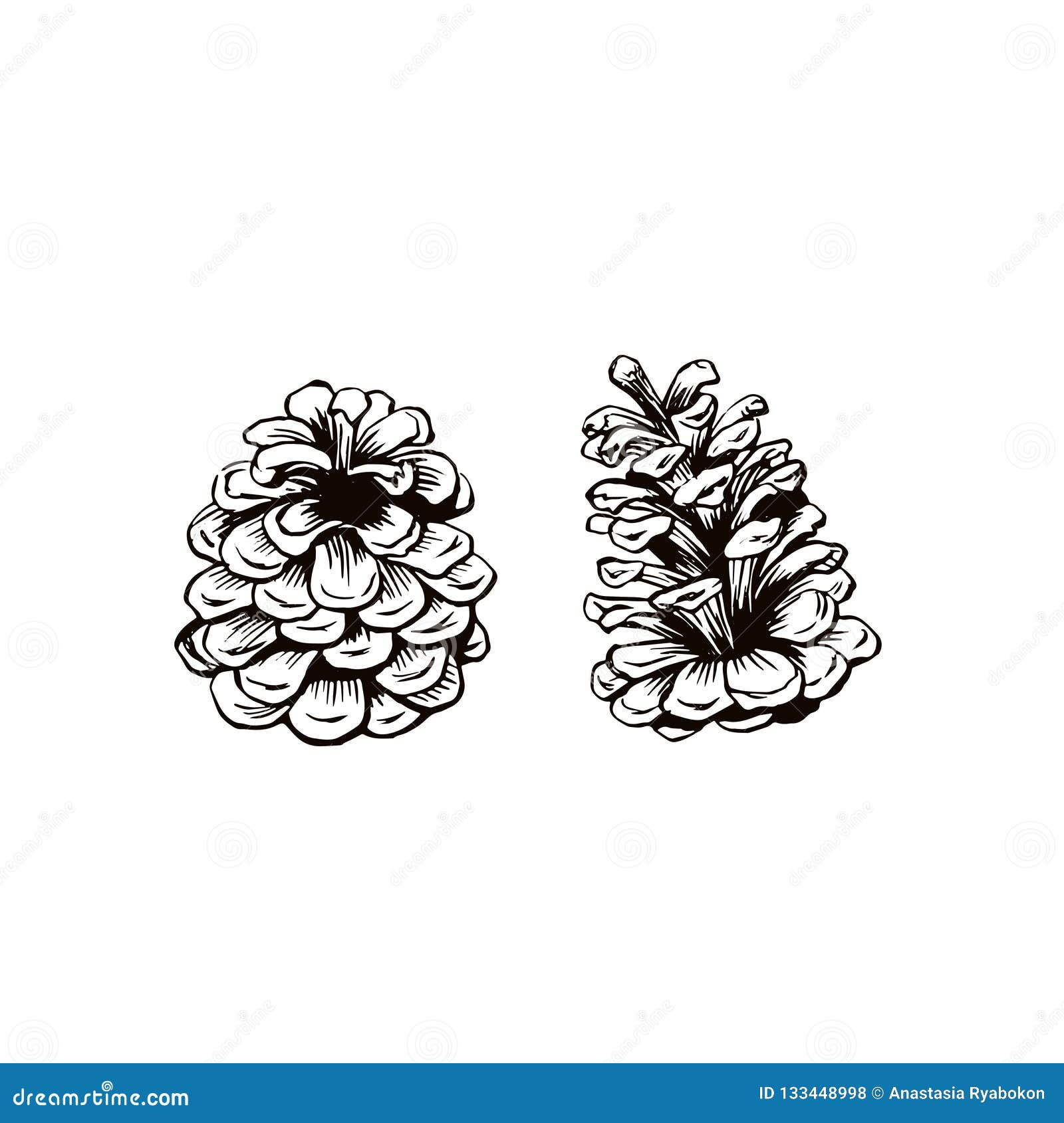 Pine Cone Ink Drawing