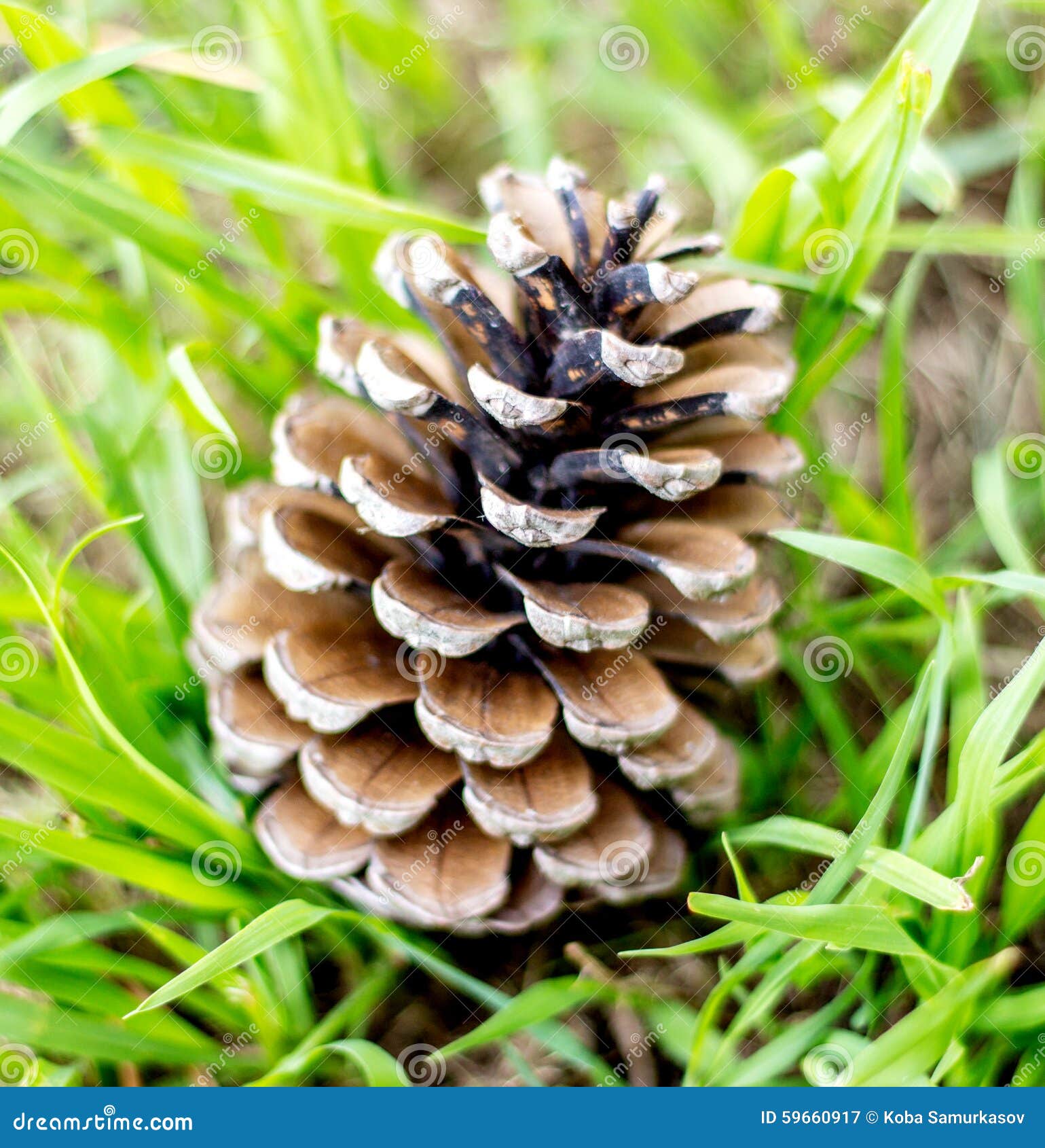 Pine cone stock image. Image of grass, pine, green, plant - 59660917