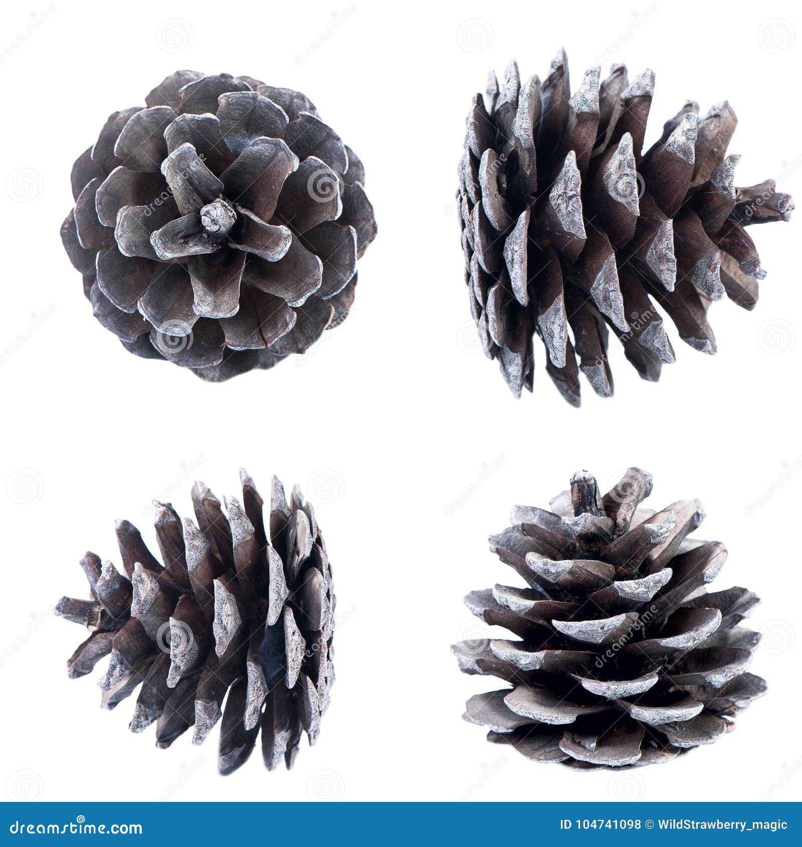 Pine cone isolated. stock photo. Image of brown, cone - 104741098
