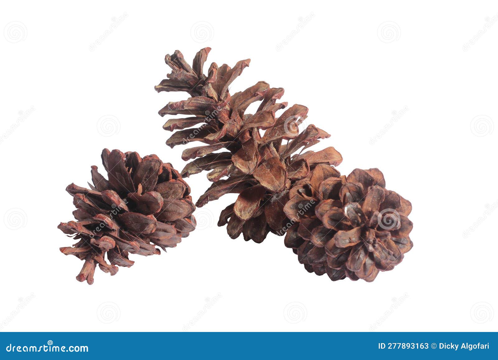 Pine Cone Isolated on White Background Stock Image - Image of ...