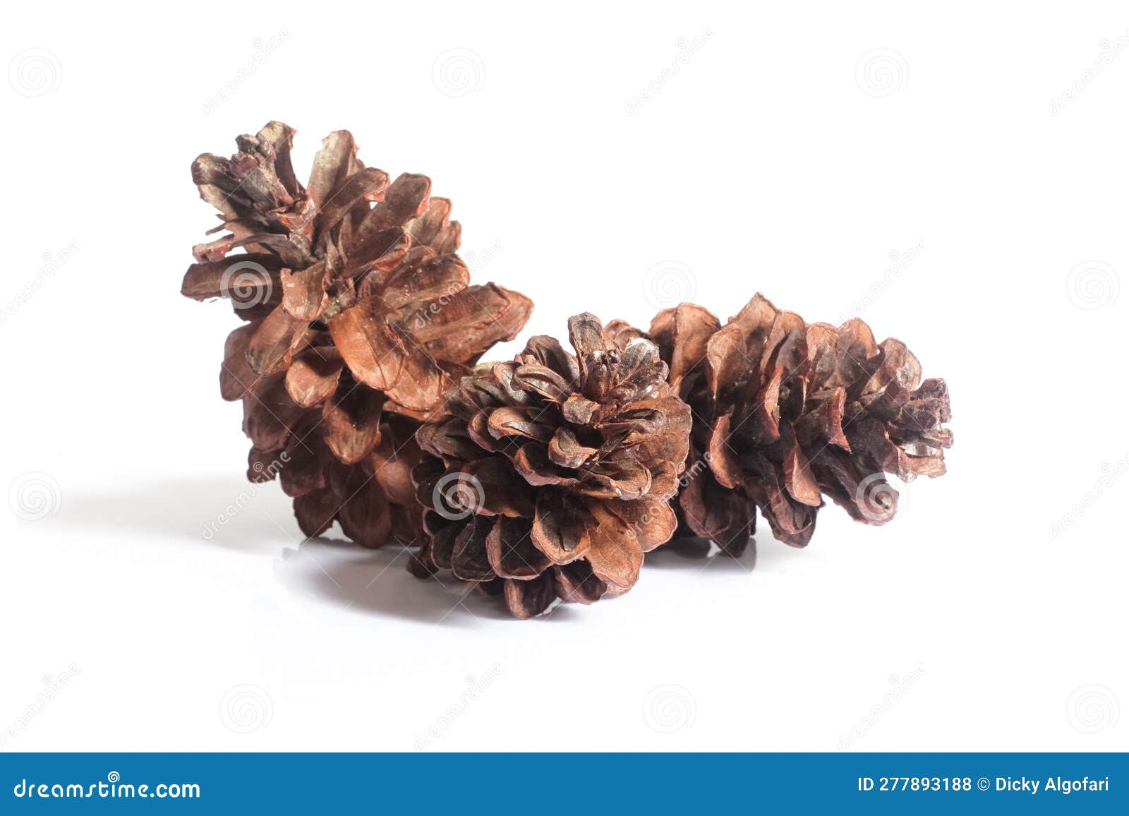 Pine Cone Isolated on White Background Stock Photo - Image of ...