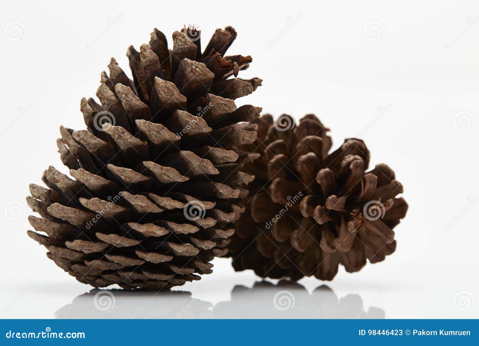 Pine Cone Isolated on White Background Stock Image - Image of lush ...