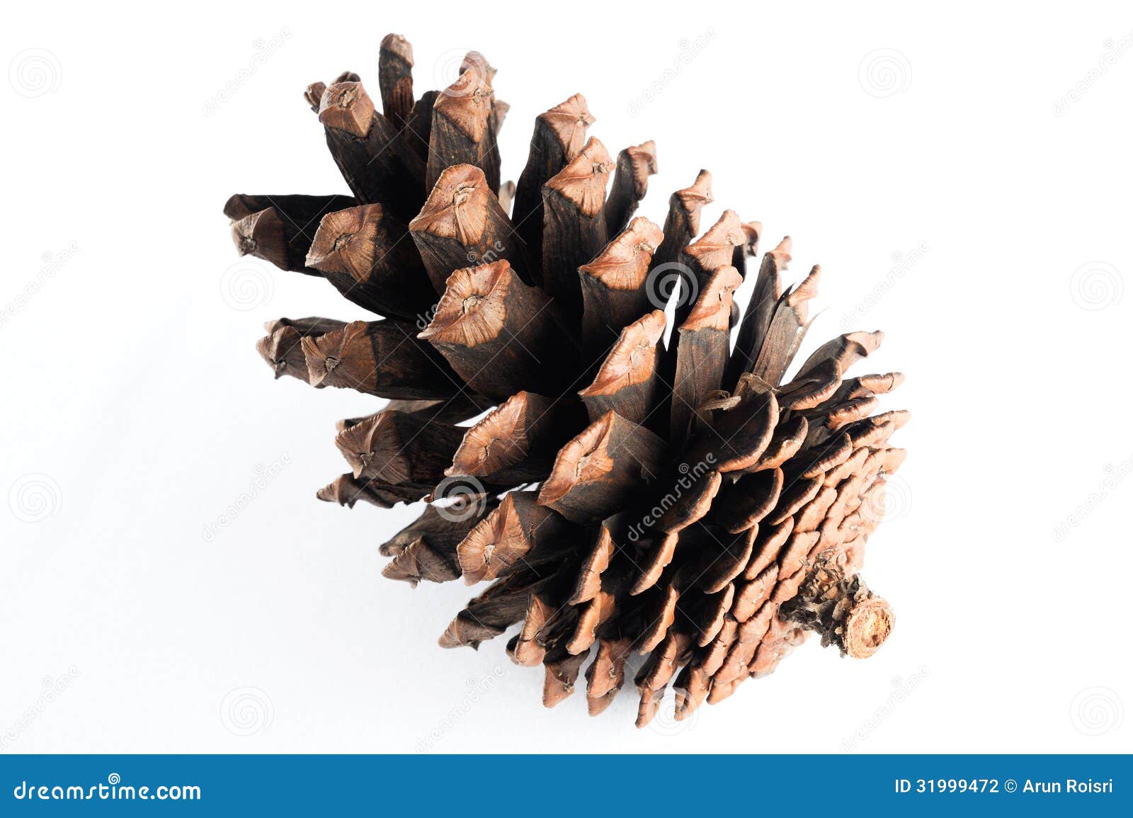 Pine Cone Isolated on White Background Stock Photo - Image of autumn ...