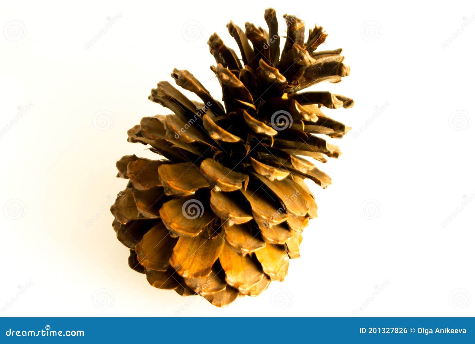 Pine Cone without Nuts for Interior Decoration Stock Photo - Image of ...