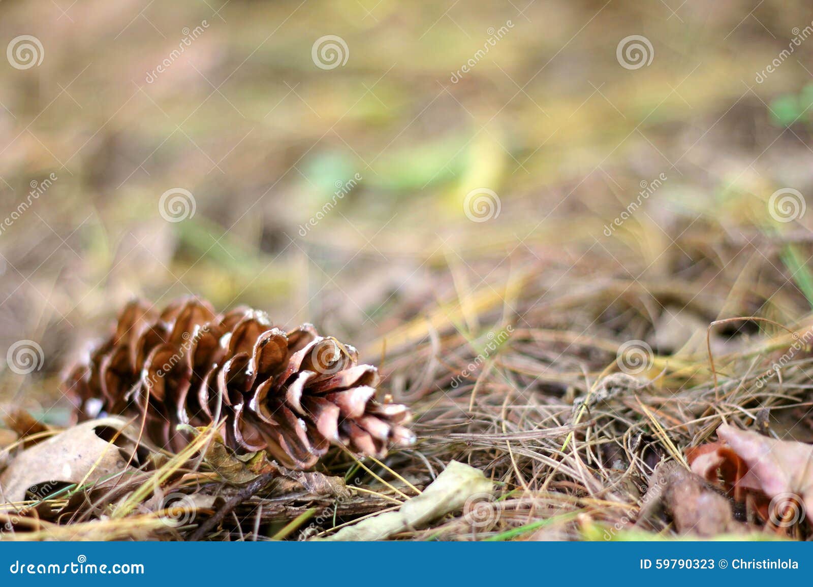 Pine Cone Laying in the Fall Leaves Background Stock Image - Image of ...