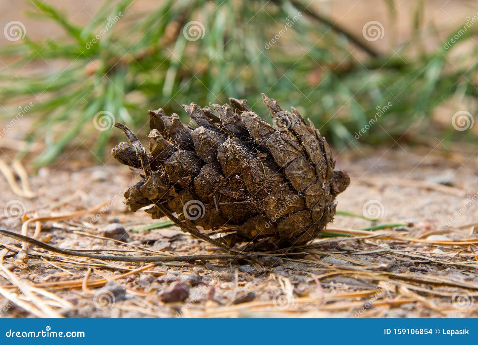 Pine Cone Lies on a Forest Path on the Background of a Green Pine Twig ...