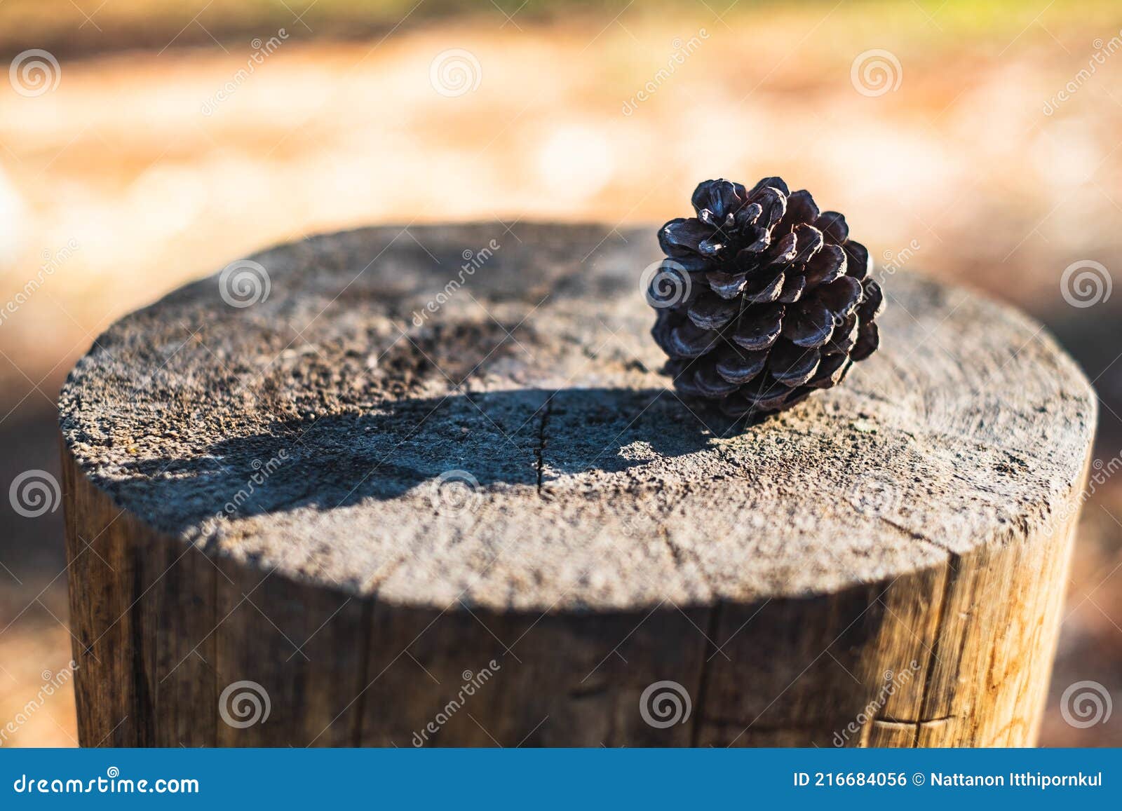 Pine cone on the log stock photo. Image of cone, pattern - 216684056