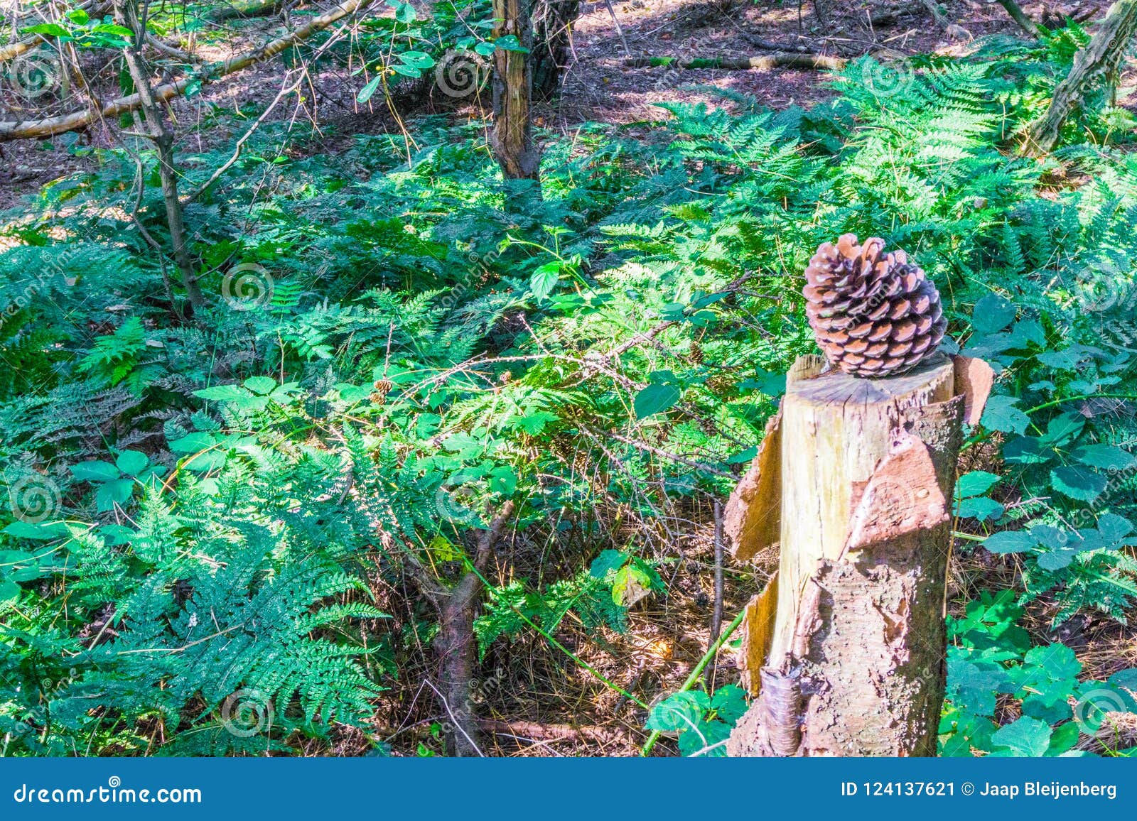 Pine Cone on a Cutted Tree Stump in a Forest Landscape Stock Image ...