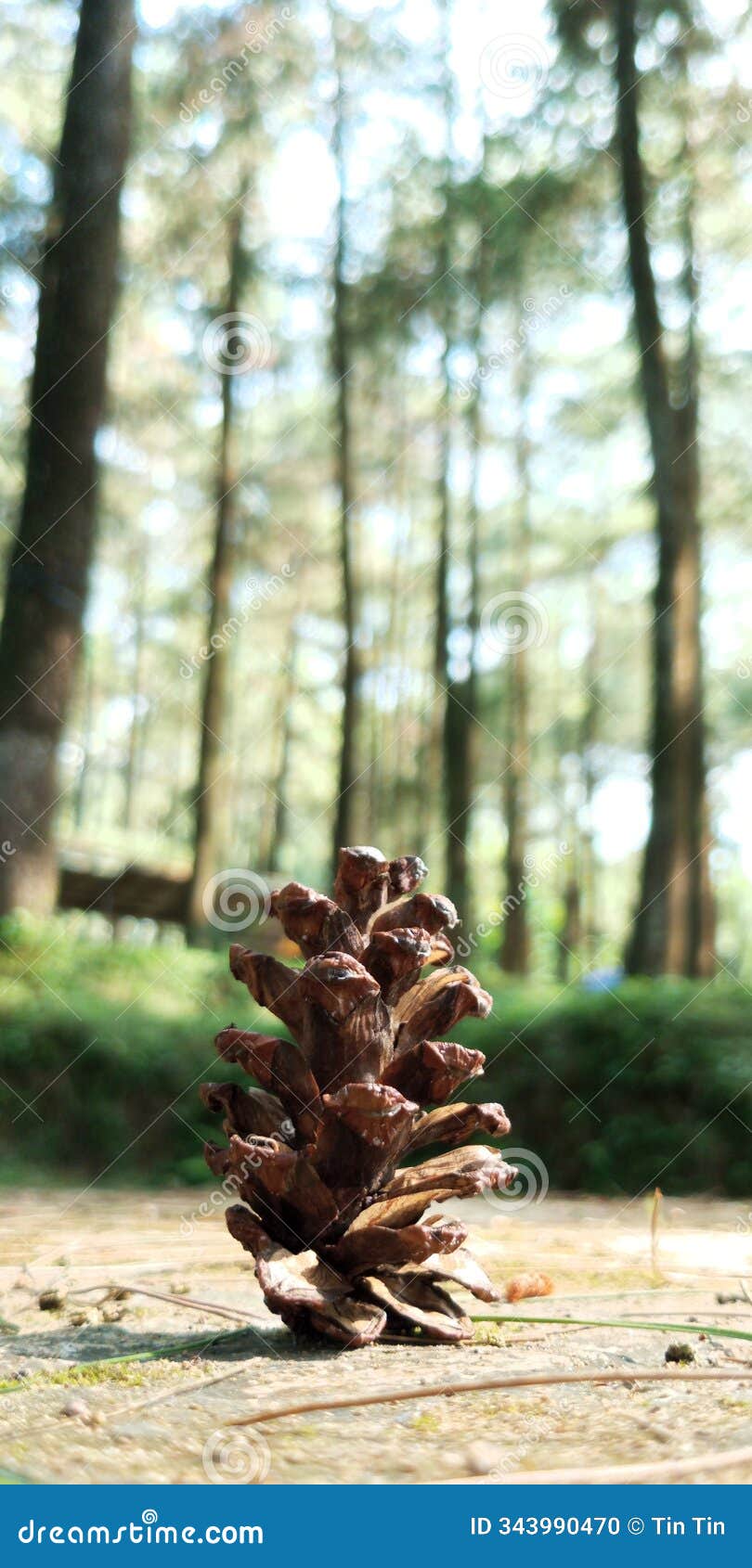 Pine Cone Lying on the Ground in a Forest. Stock Photo - Image of ...
