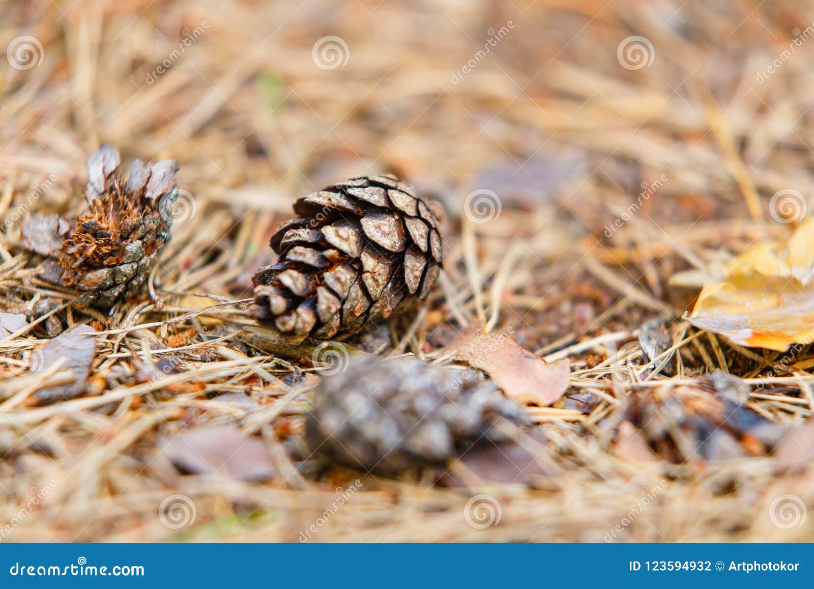 Pine cone lying on ground stock photo. Image of autumn - 123594932