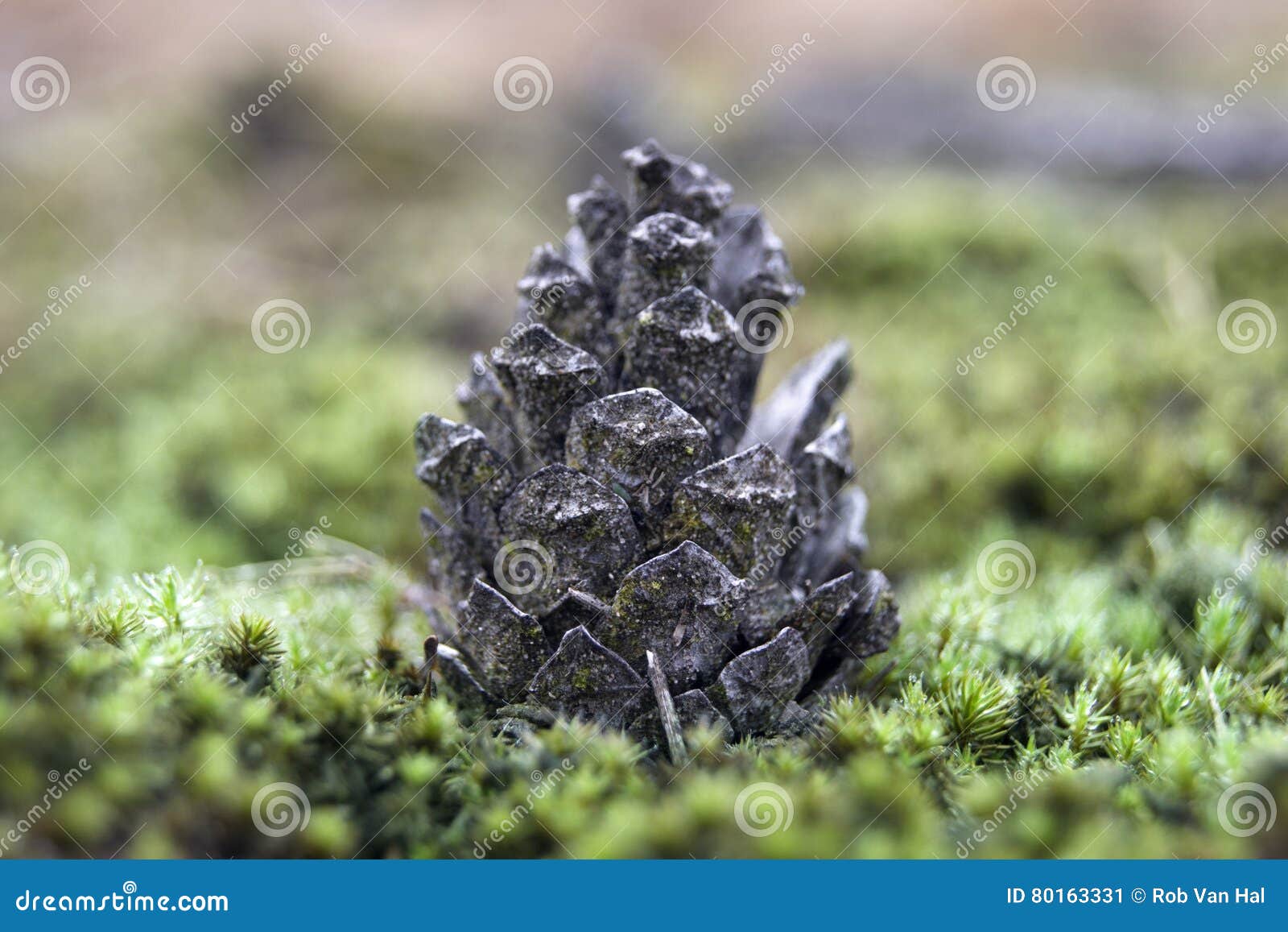 Pine cone lying in moss stock image. Image of detail - 80163331