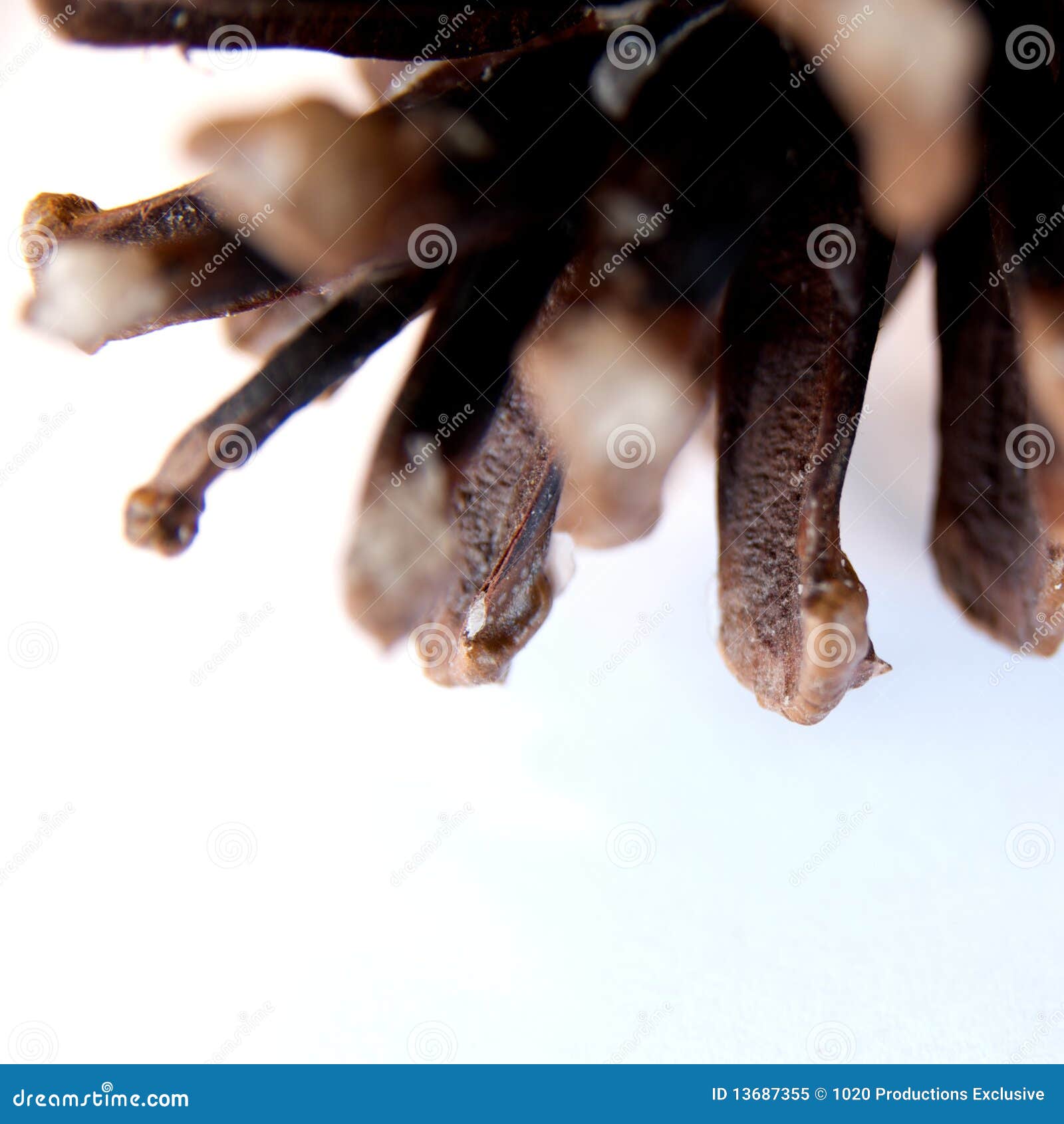 Pine Cone macro stock image. Image of woody, open, botany - 13687355