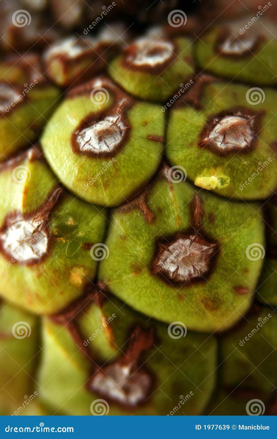 Pine cone macro stock image. Image of geometric, background - 1977639