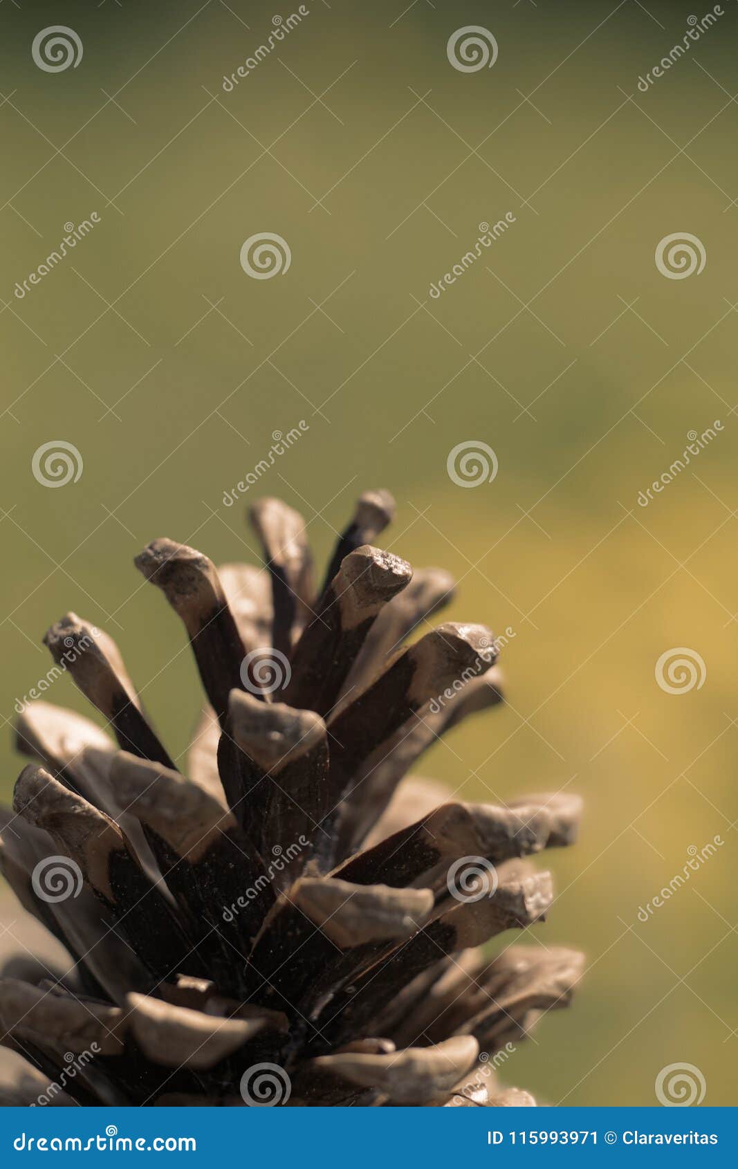 Pinecone macro abstract stock image. Image of pinecone - 115993971