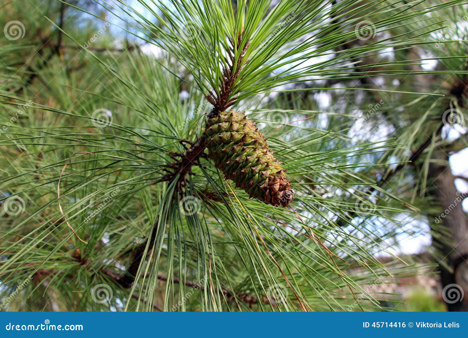 Pine Cone stock photo. Image of close, ecology, fresh - 45714416