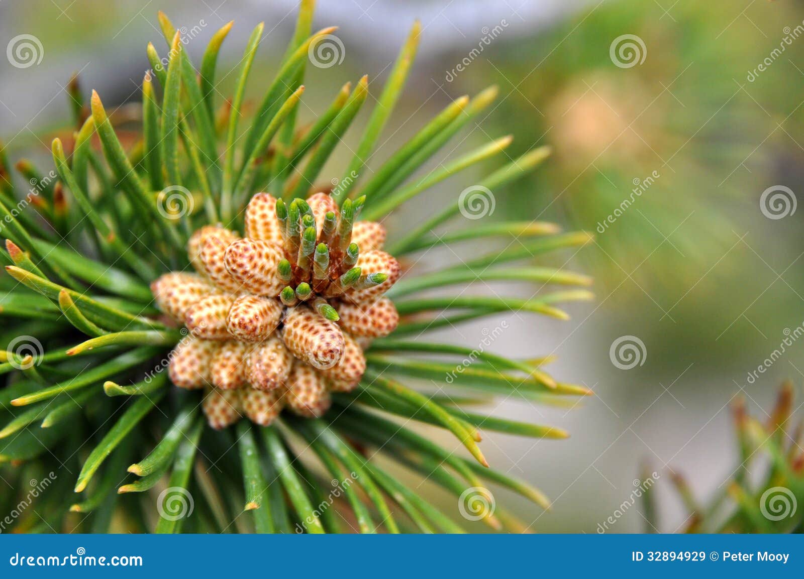 Pine cone stock image. Image of pollen, male, microsporophylls - 32894929