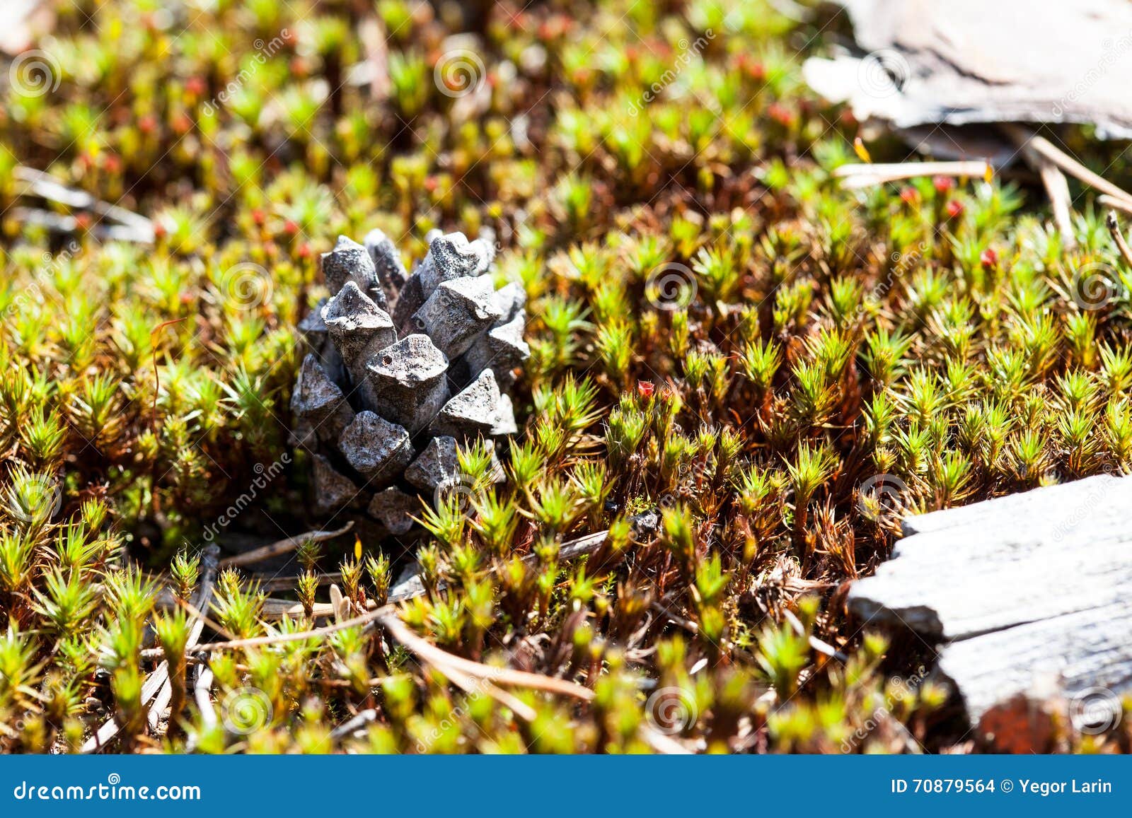 Pine Cone in the Moss Closeup Stock Photo - Image of green, cone: 70879564
