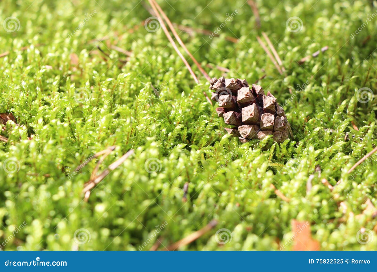 Pine cone in the moss stock image. Image of closeup, architect - 75822525