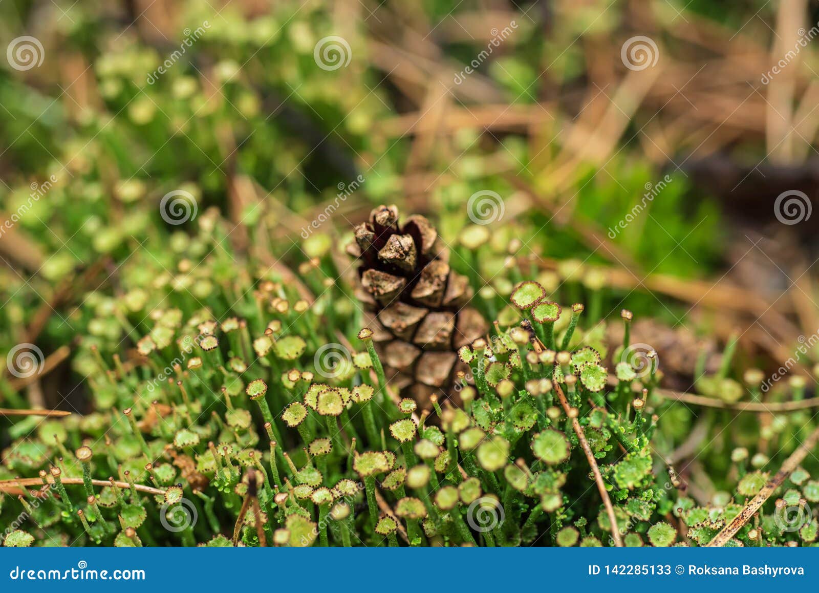 Pine cone in the moss stock image. Image of bokeh, cone - 142285133