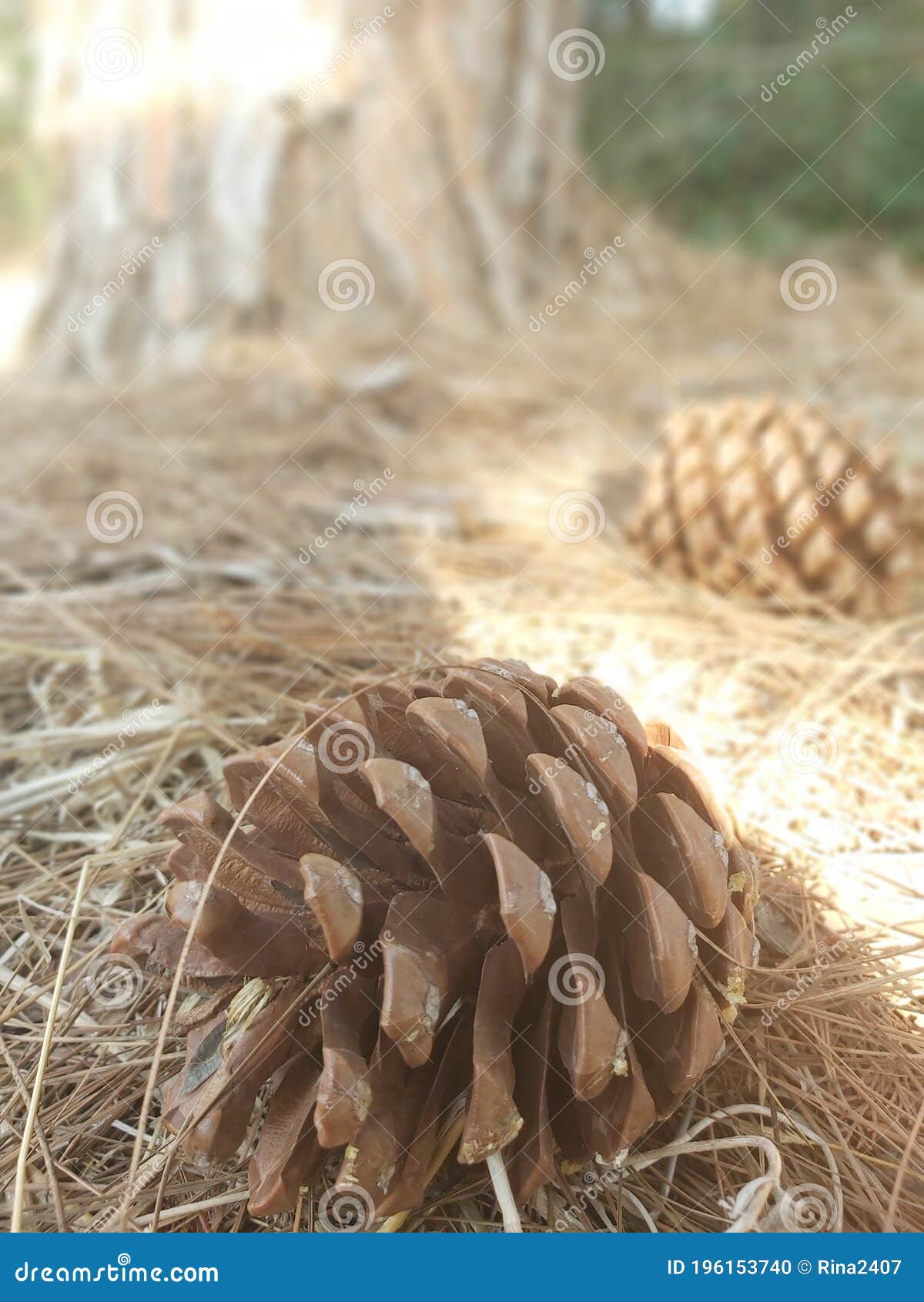Pine cone nature stock photo. Image of pine, nature - 196153740