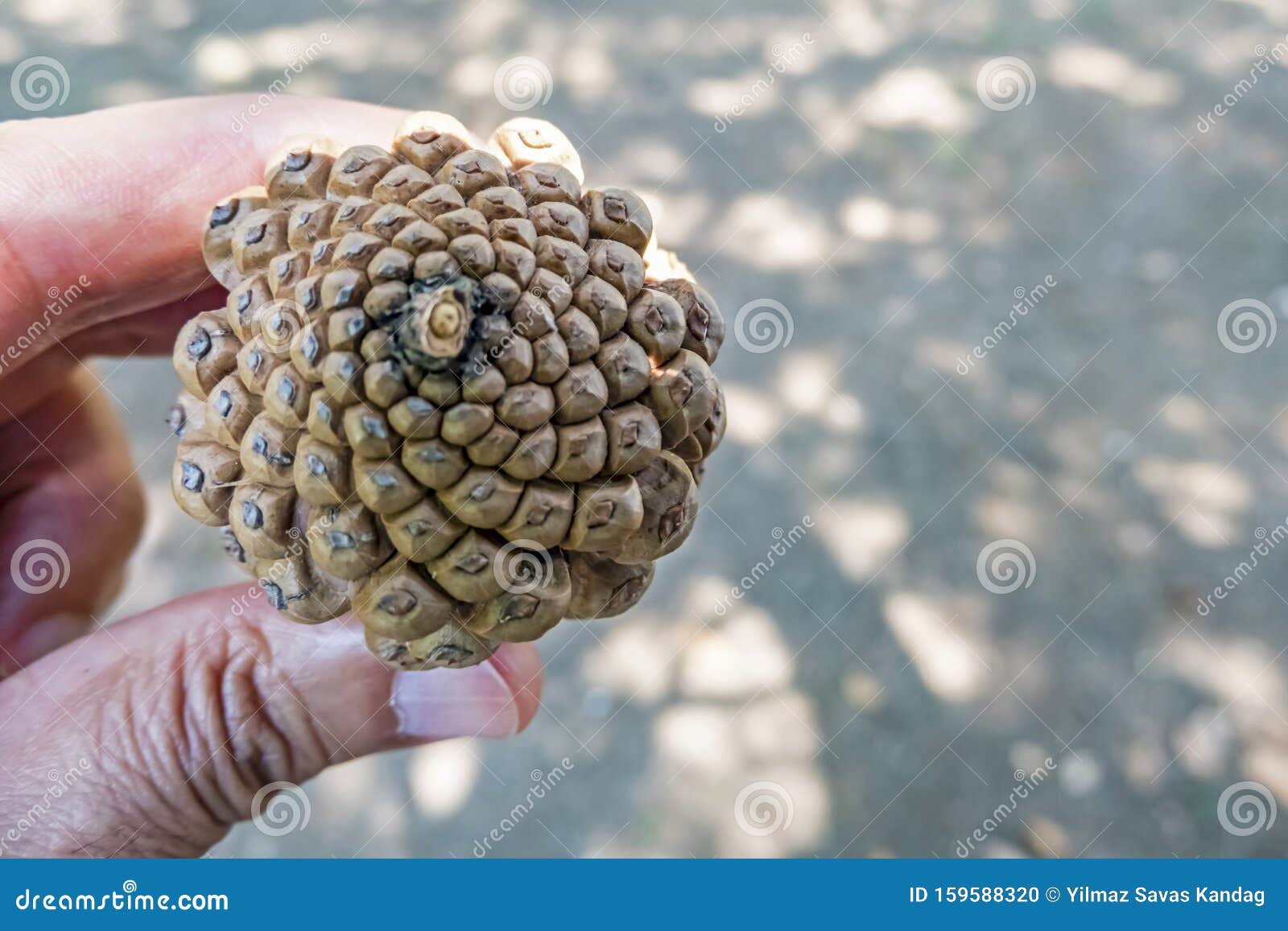 Pine cone in nature stock photo. Image of organic, botany - 159588320