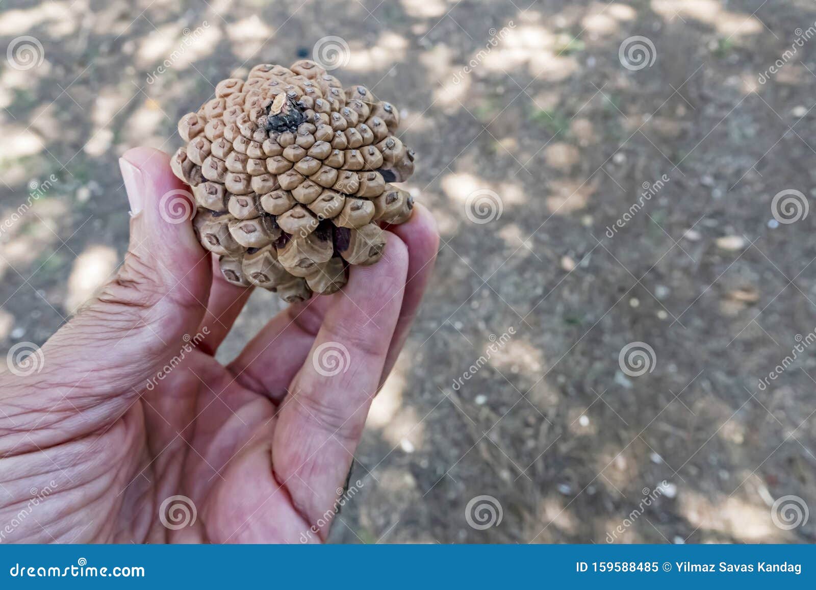 Pine cone in nature stock image. Image of botanical - 159588485