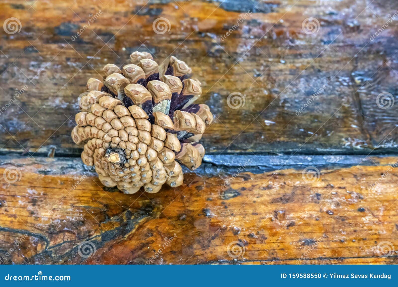 Pine cone in nature stock photo. Image of cone, design - 159588550