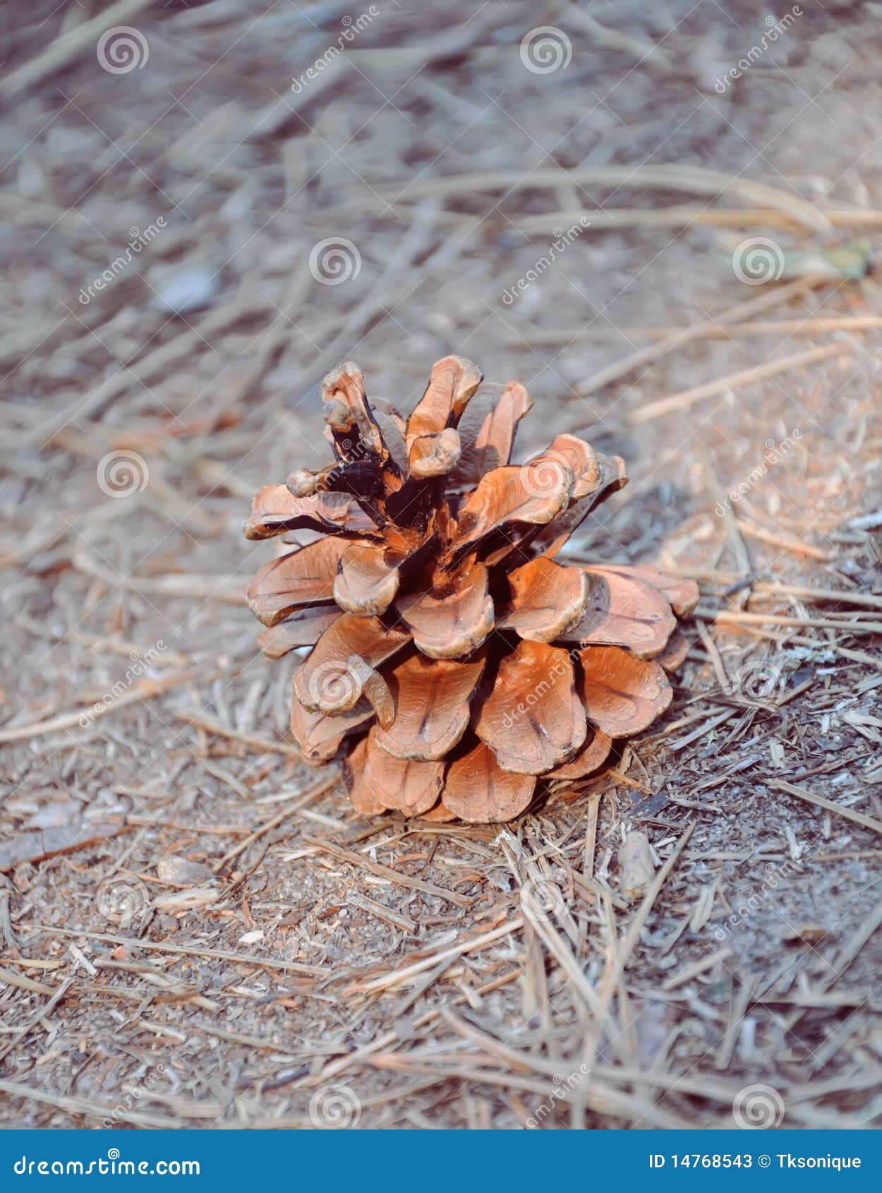 Pine cone on needles stock image. Image of forest, needles - 14768543