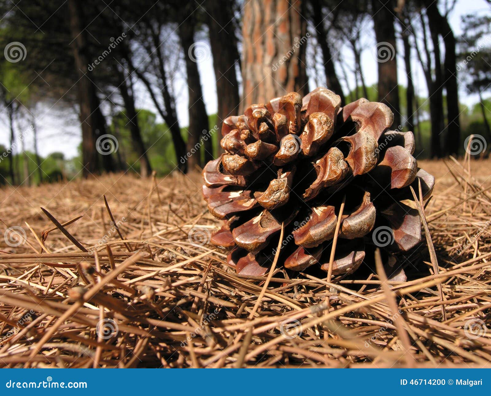 Pine cone open stock photo. Image of soil, cone, countryside - 46714200