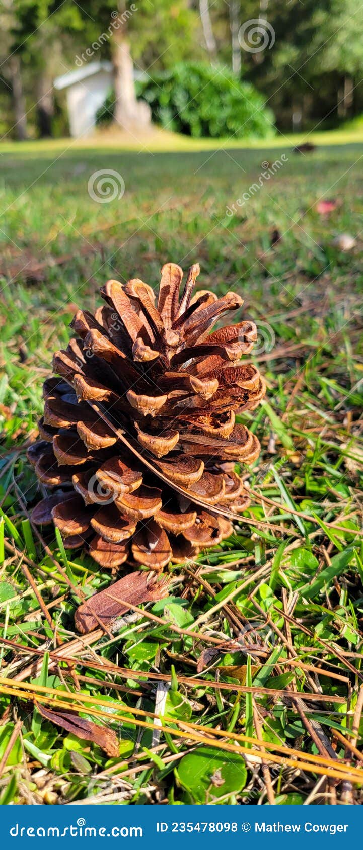 Pine Cone Open Standing Vertically Stock Photo - Image of cone, open ...
