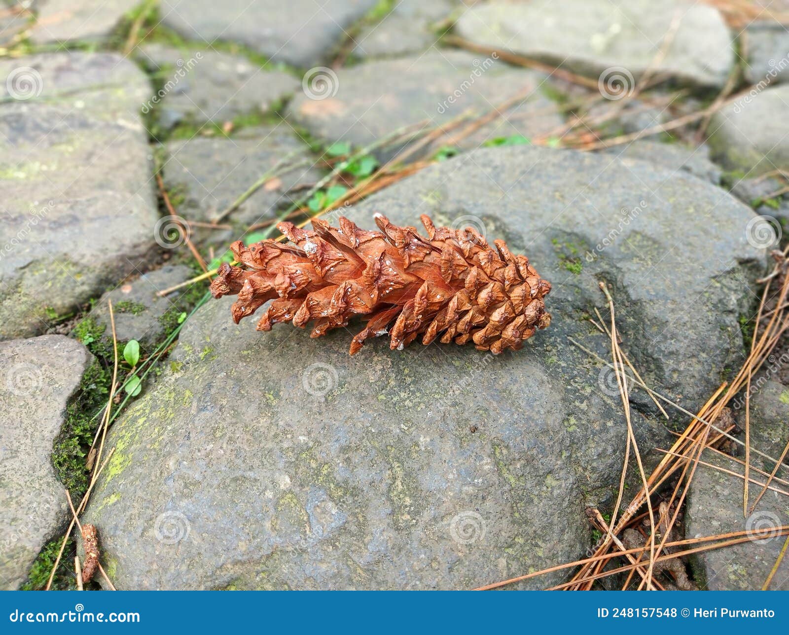 Pine Cone on the Path Stone Stock Photo - Image of leaf, insect: 248157548