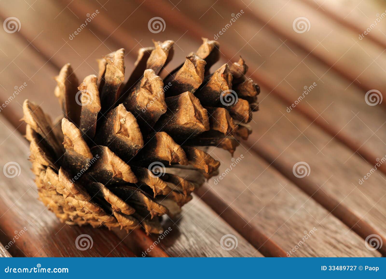 Pine cone stock image. Image of detail, autumn, environment - 33489727