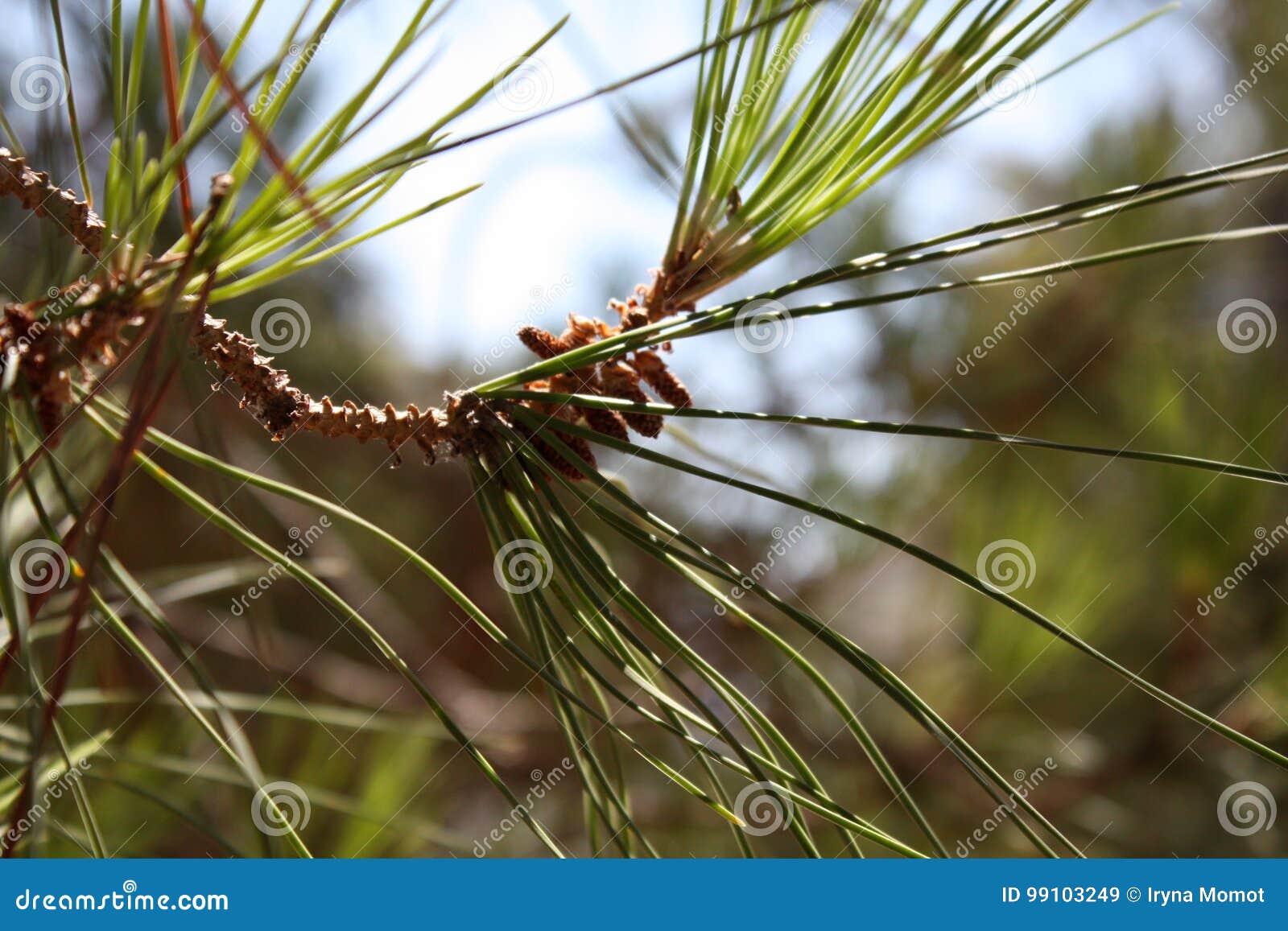 Pine cone stock image. Image of nature, autumn, winter - 99103249